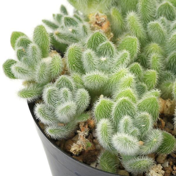 セダム　カシミアヒントニー　Ｓｅｄｕｍ　ｍｏｃｉｎｉａｎｕｍ　多肉植物　ベンケイソウ科　セダム属　メキシコ　多肉　育て方　ふわふわ　rknd　2025tuuki　y25m08　toukihassouhuka