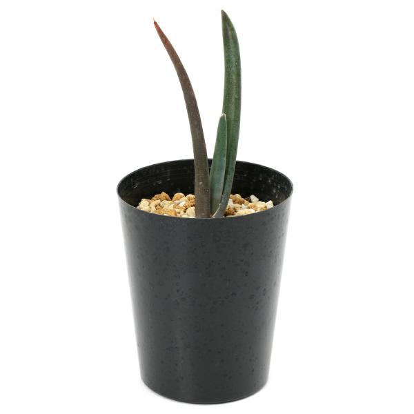 アロエ　スザンナエ　Ａｌｏｅ　ｓｕｚａｎｎａｅ　ソクサンアロエ　ススキノキ科アロエ属　マダガスカル　多肉植物　レア　希少　rknd　2025tuuki　y25m08　toukihassouhuka