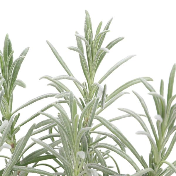 _gardening　ガーデニング　ハーブ　苗　herbpot_series　ラバンディン　育て方　育成方法　栽培方法　Lavandula　intermedia　観葉植物　dta　herb2025 ラバンジン　グレイレディ　Lavandul...