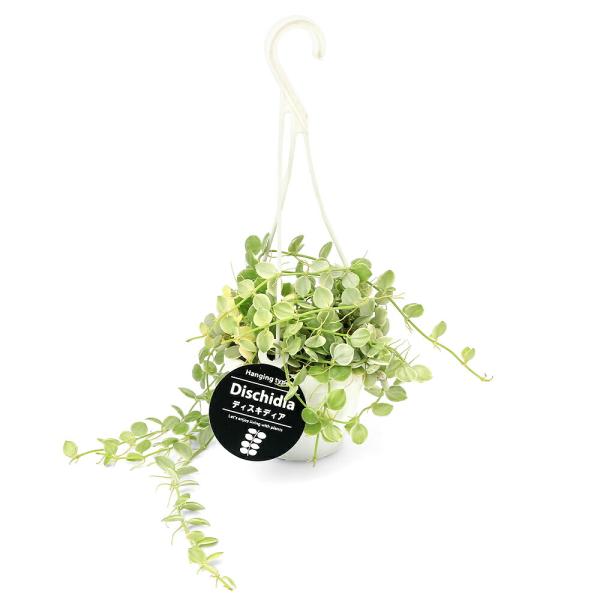 観葉植物　_hachu　_kame　_gardening　園芸　多肉植物　ガーデニング　ビバリウム　アクアテラリウム　パルダリウム　両爬向き植物　ガガイモ科　アリ植物　着生植物　つる性　蔓性　dischidia_series　Dischid...