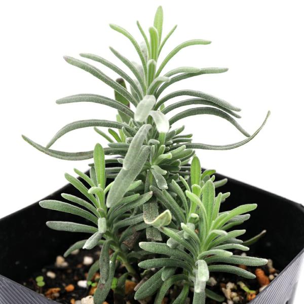 _gardening　ガーデニング　ハーブ　苗　herbpot_series　育て方　育成方法　栽培方法　観葉植物　dta　herb2025 イングリッシュラベンダー　ロドンピンク　Ｌａｖａｎｄｕｌａ　ａｎｇｕｓｔｉｆｏｌｉａ　シソ科ラバン...