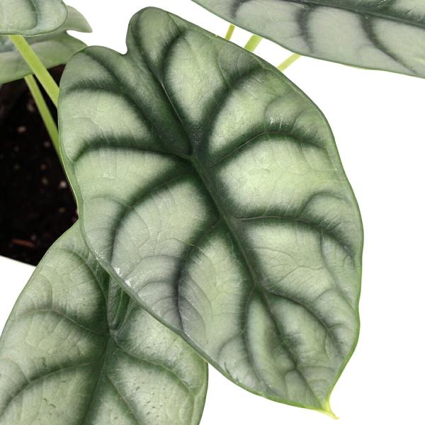 アロカシア　シルバードラゴン　Ａｌｏｃａｓｉａ　ｂａｇｉｎｄａ　Ｓｉｌｖｅｒ　Ｄｒａｇｏｎ　シルバーバギンダ　サトイモ科　アロカシア属　rknd　2025tuuki　ｙ25ｍ10　toukihassouhuka