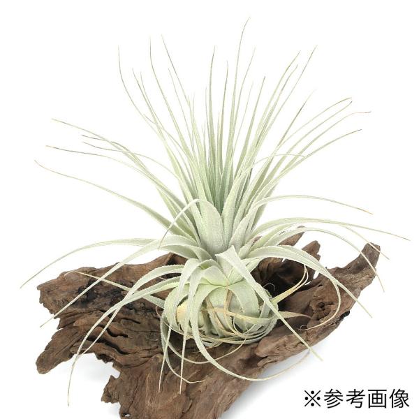 _gardening　_hachu　sfset　インテリア　インテリア・雑貨　ガーデニング　観葉植物　園芸　ビバリウム　アクアテラリウム　パルダリウム　両爬向き植物　パイナップル科　ハナアナナス属　着生植物　エアブロメリア　エアプランツ　テ...