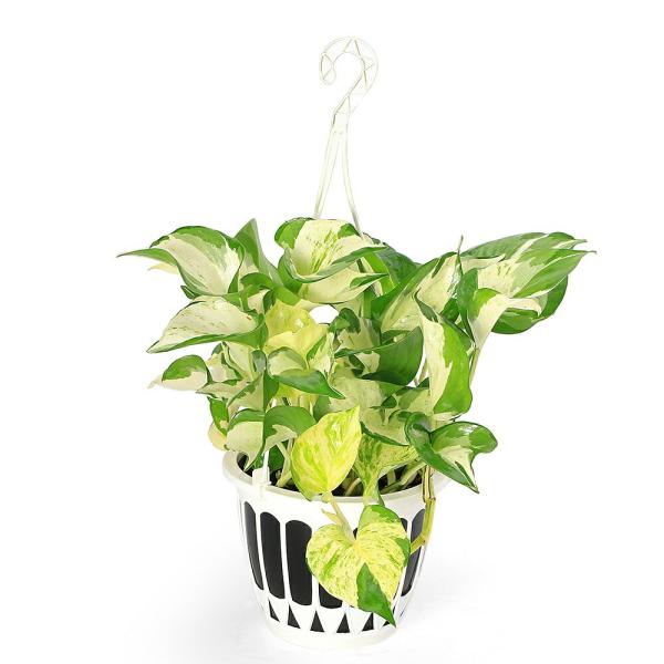 ポトス　ステータス　５号　吊り鉢　観葉植物　Epipremnum aureum　斑入り　ウェーブ葉　丈夫な植物 cno y25m10 2025tuuki　toukihassouhuka