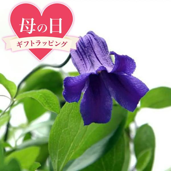 ●母の日ギフト●　●母の日ギフト2026●　クレマチス　インテグリフォリア篭口（ロウグチ）　６号（１鉢）　日時指定不可　同梱不可　_gardening　（観葉植物）　mathersdaygoods　motherclematis　sfset　...