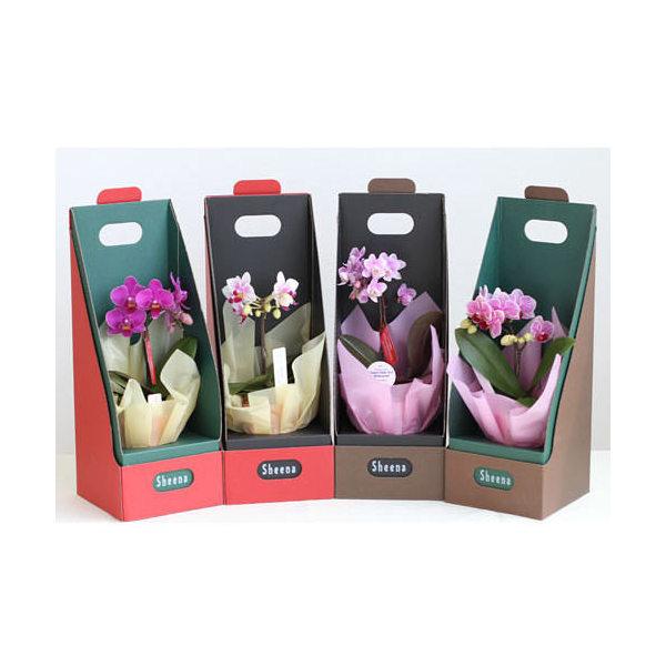 ガーデニング　花　苗　鉢花　蘭　ラン　コチョウラン　胡蝶蘭　ミニコチョウラン　ミディコチョウラン　マイクロコチョウラン　20140427　ＨＴ　お届け日時指定不可　植物　植物生体　ガーデニング生体　garden_miniran　育て方　育成...