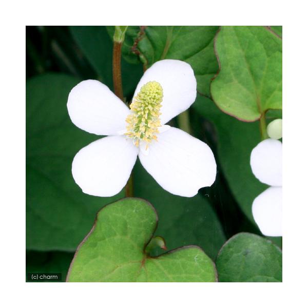 _gardening　ガーデニング　山野草　ドクダミ科ドクダミ属　Ｈｏｕｔｔｕｙｎｉａ　ｃｏｒｄａｔａ　どくだみ　ドクダメ　ギョセイソウ　ジゴクソバ　花壇苗　グランドカバー　20150307　植物　植物生体　ガーデニング生体　育て方　育成方...
