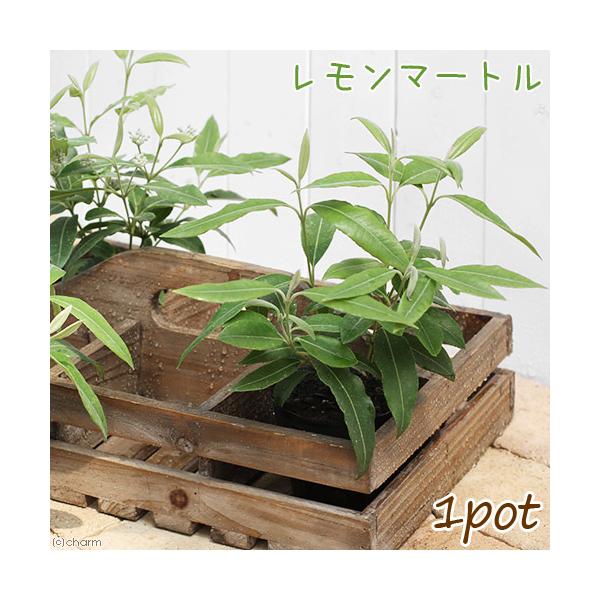 _gardening　ガーデニング　グリーン　観葉植物　ハーブ　苗　レモンマートル　kaijyo　20140621　ＨＴ　mushiyoke_plants　３号　育て方　育成方法　栽培方法　opa2_delete　herb2022　touk...