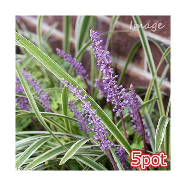 観葉植物　_hachu　_gardening　ガーデニング　山野草　苗　ヤブラン　藪蘭　リリオペ　Ｌｉｒｉｏｐｅ　ｍｕｓｃａｒｉ　サマームスカリ　グランドカバー　20140816　ＨＴ　植物　植物生体　ガーデニング生体　育て方　育成方法　栽...