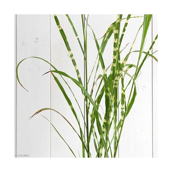 _gardening　ガーデニング　山野草　苗　薄　すすき　20140830　ＨＴ　otsukimi_plants　育て方　育成方法　栽培方法　opa2_delete　秋の七草　seitaieventss202511