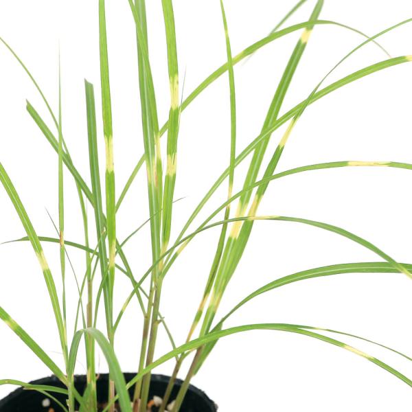 _gardening　ガーデニング　園芸　山野草　苗　ススキ　薄　Ｍｉｓｃａｎｔｈｕｓ　ｓｉｎｅｎｓｉｓ　イネ科　ススキ属　otsukimi_plants　20190407　ＲＭ　育て方　育成方法　栽培方法　ヒメタカノハススキ　姫鷹の羽薄　...