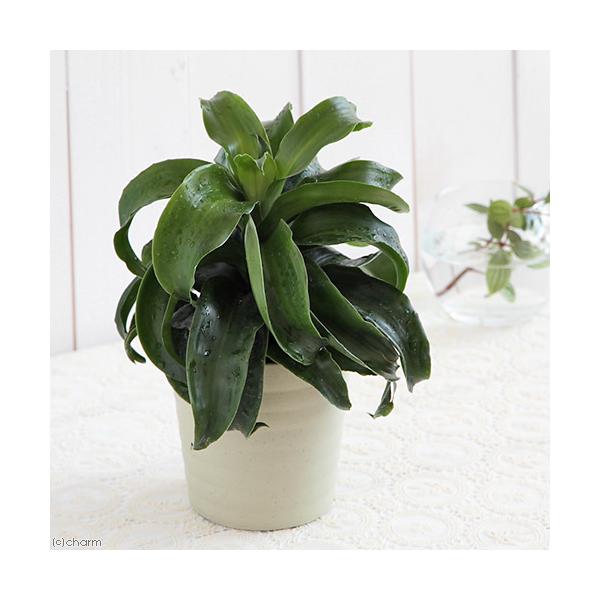 _hachu　_gardening　観葉植物　ガーデニング　リュウケツジュ　竜血樹　ドラセナコンパクタ　ドラセナデレメンシス　ドラセナアオワーネッキー　ドラセナ青ワーネッキー　Dracaena　deremensis　'Tornado'　20...