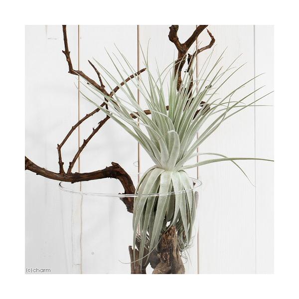 _gardening　_hachu　sfset　_interior　インテリア　インテリア・雑貨　ガーデニング　観葉植物　園芸　ビバリウム　アクアテラリウム　パルダリウム　両爬向き植物　パイナップル科　ハナアナナス属　着生植物　エアブロメリ...