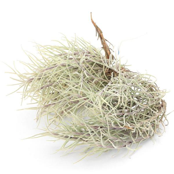 インテリア　インテリア・雑貨　ガーデニング　観葉植物　園芸　ビバリウム　アクアテラリウム　パルダリウム　両爬向き植物　パイナップル科　ハナアナナス属　着生植物　エアブロメリア　エアプランツ　ティランジア　チランジア　Tillandsia　c...