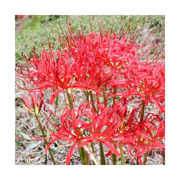 山野草　苗　球根　彼岸花　マンジュシャゲ　死人花　地獄花　幽霊花　剃刀花　狐花　捨子花　Ｌｙｃｏｒｉｓ　ｒａｄｉａｔａ　リコリスラジアータ　20141204　ＭＳ　育て方　育成方法　栽培方法039_list　1201　ＲＭ　top_niwa...