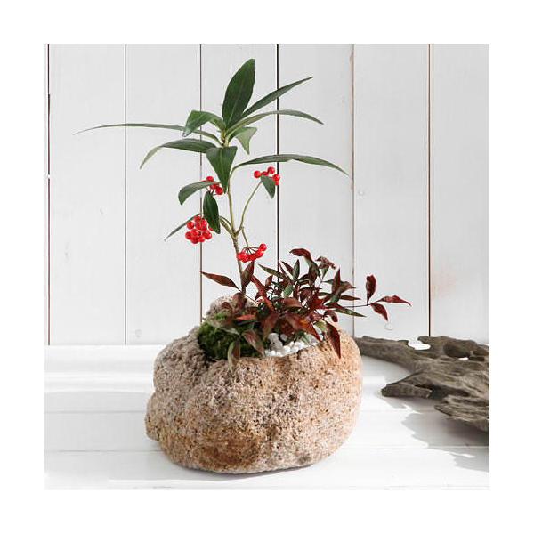 ガーデニング　山野草　苔盆栽　抗火石　抗火石盆栽　抗火石鉢植え　bonsai_series　koukaseki_series　縁起樹　縁起木　osyougatu_plants　osyougatu_item　百両　ヒャクリョウ　カラタチバナ　...