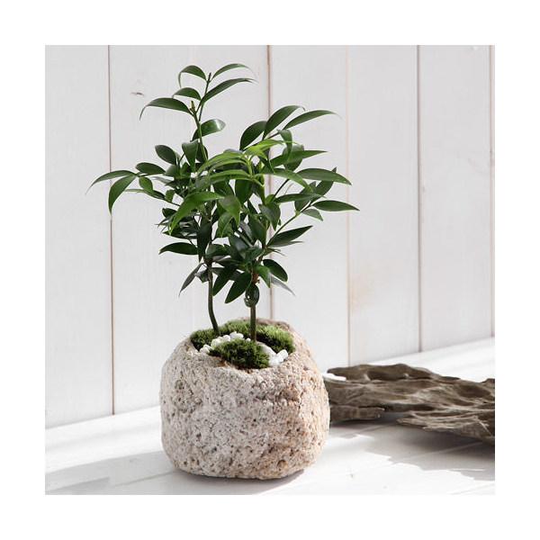 観葉植物　ガーデニング　山野草　苔盆栽　抗火石　抗火石盆栽　抗火石鉢植え　bonsai_series　koukaseki_series　縁起樹　縁起木　osyougatu_plants　osyougatu_item　ナギ　20141220　...