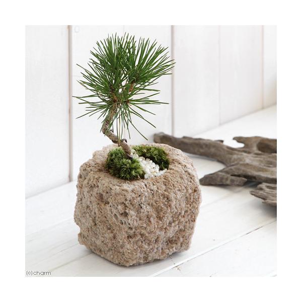 ガーデニング　山野草　苔盆栽　抗火石　抗火石盆栽　抗火石鉢植え　bonsai_series　koukaseki_series　縁起樹　縁起木　osyougatu_plants　osyougatu_item　クロマツ　黒松　マツ　松　2014...