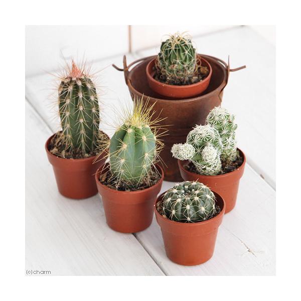 ガーデニング　サボテン植物　ミニサボテン　プチサボテン　puchisabo_series　puchisabo_taniku_series　20150120　HT　_hachu　_gardening植物　植物生体　ガーデニング生体　ビバリウム...