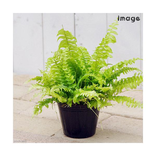 paludariumplants　_hachu　_gardening　観葉植物　ガーデニング　ビバリウム　アクアテラリウム　パルダリウム　水草　シダ　セイヨウタマシダ　タマシダの仲間　ツディ　ツデイ　ツデージュニア　ツデータマシダ　Neph...