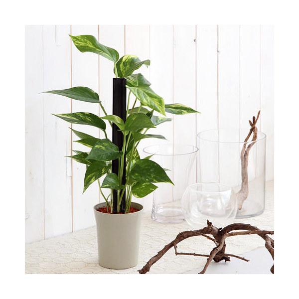 _kame　_hachu　_gardening　観葉植物　園芸　ガーデニング　ビバリウム　アクアテラリウム　パルダリウム　サトイモ　Pothos　エピプレムヌム　Epipremnum　pinnatum　20150328　ＨＴ　育て方　育成方...