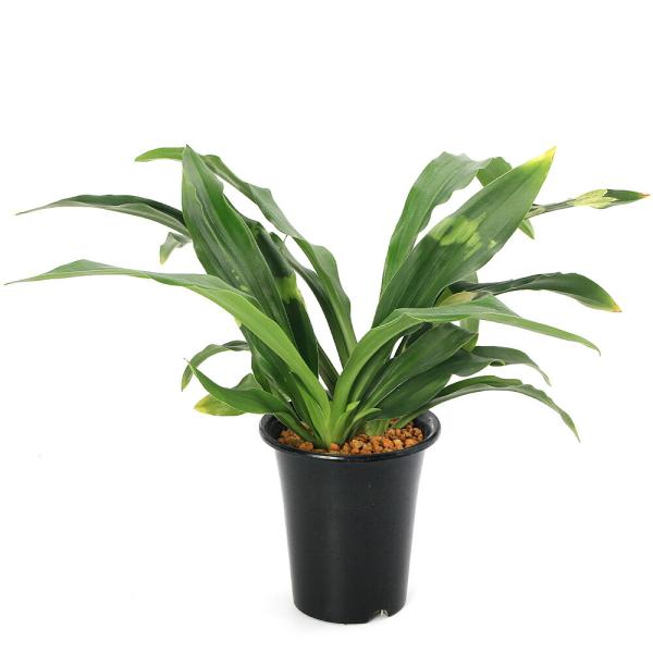 kotenplant　ガーデニング　山野草　万年青　Ｒｏｈｄｅａ　ｊａｐｏｎｉｃａ　宗石　ソウセキ　ムネイシ　20150324　ＨＴ　rohdea_series　植物　植物生体　ガーデニング生体　育て方　育成方法　栽培方法　kaijo　縁起...