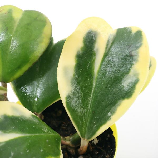 _gardening　ガーデニング　多肉植物　ビバリウム　アクアテラリウム　パルダリウム　両爬向き植物　ホヤ　カーリー　サクララン　シャムサクララン　ラブハート　ラブラブハート　hoya　kerrii　hoya_series　lovehea...