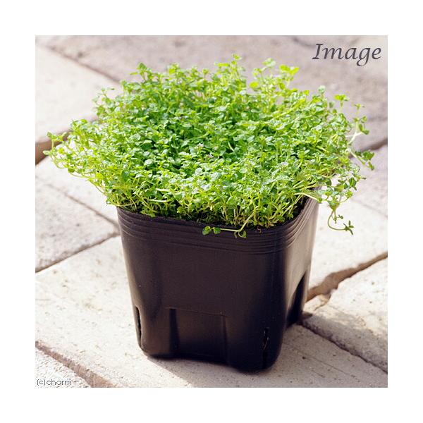 _gardening　ガーデニング　ハーブ　苗　ミント　herbpot_series　20150609　ＨＴ　育て方　育成方法　栽培方法　観葉植物　herb2022