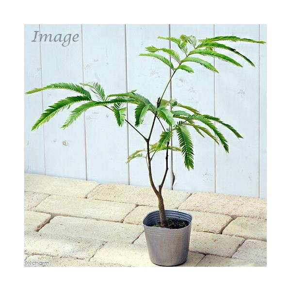 _gardening　観葉植物　ガーデニング　マメ科　コヨバ属　Cojoba　arborea　var.　angustifolia　アカサヤネムノキ　コヨバアルボレアアングスティフォリア　20150618　ＨＴ　育て方　育成方法　栽培方法　t...