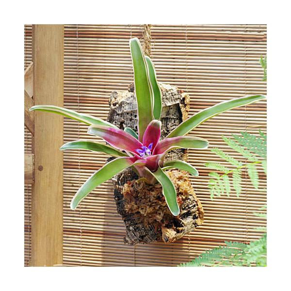 paludariumplants　パルダリウム　テラリウム　インテリア　観葉植物　園芸　ガーデニング　ビバリウム　アクアテラリウム　両爬向き植物　アナナス　パイナップル科　ブロメリア　タンクブロメリア　着生植物　ネオレゲリアシリーズ　Neo...