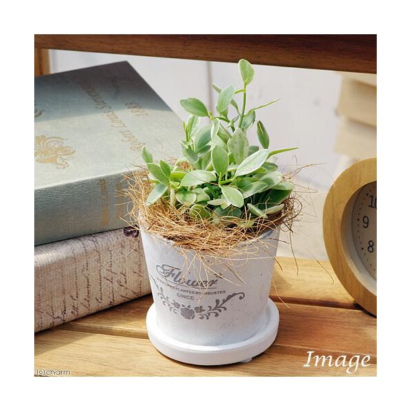 _interior　_kame　ガーデニング　園芸　観葉植物　陶器鉢植えシリーズ　ガガイモ科　アリ植物　着生植物　つる性　蔓性　dischidia_series　Dischidia　'Emerald'　ディスキディアベンガレンシスバリエガー...