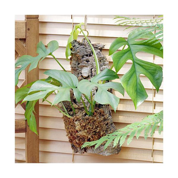 インテリア　観葉植物　園芸　ガーデニング　ビバリウム　アクアテラリウム　パルダリウム　サトイモ　姫モンステラ　Monstera　deliciosa　var.　borsigiana　virgin_cork_green　corkitem_flo...