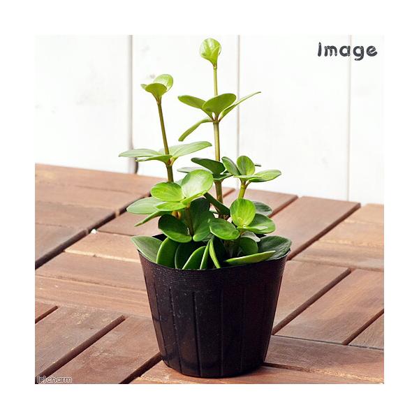 観葉　邑楽店　_gardening　_hachu　_kame　観葉植物　園芸　ガーデニング　ビバリウム　アクアテラリウム　パルダリウム　両爬向き植物　直立性　コショウ科　サダソウ属　Peperomia　'Hope'　20150930　ＴＫ　...