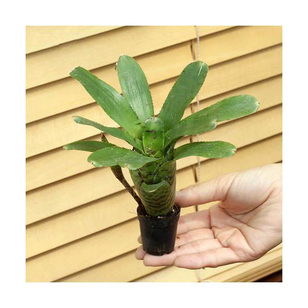 paludariumplants　パルダリウム　テラリウム　観葉植物　観葉　邑楽店　園芸　ガーデニング　ビバリウム　アクアテラリウム　両爬向き植物　アナナス　パイナップル科　ブロメリア　タンクブロメリア　着生植物　ネオレゲリアシリーズ　Ne...