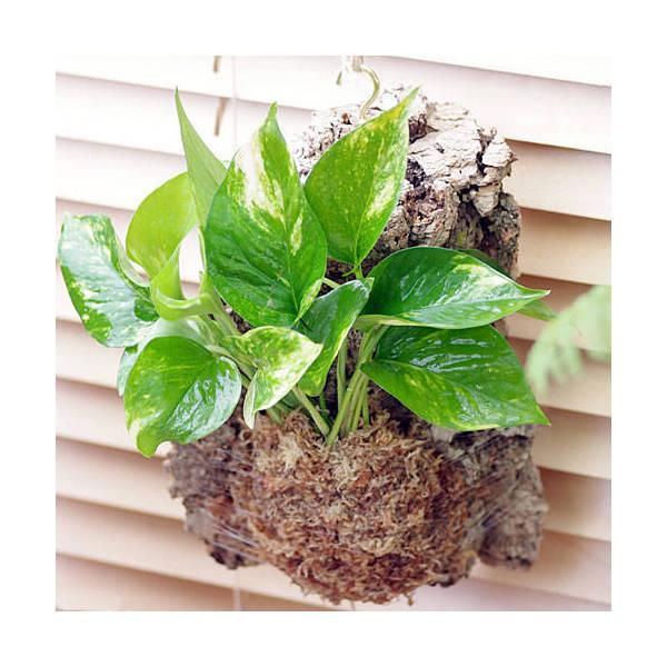 観葉　邑楽店　インテリア　観葉植物　園芸　ガーデニング　ビバリウム　アクアテラリウム　パルダリウム　サトイモ　Pothos　エピプレムヌム　Epipremnum　pinnatum　virgin_cork_green　corkitem_flo...