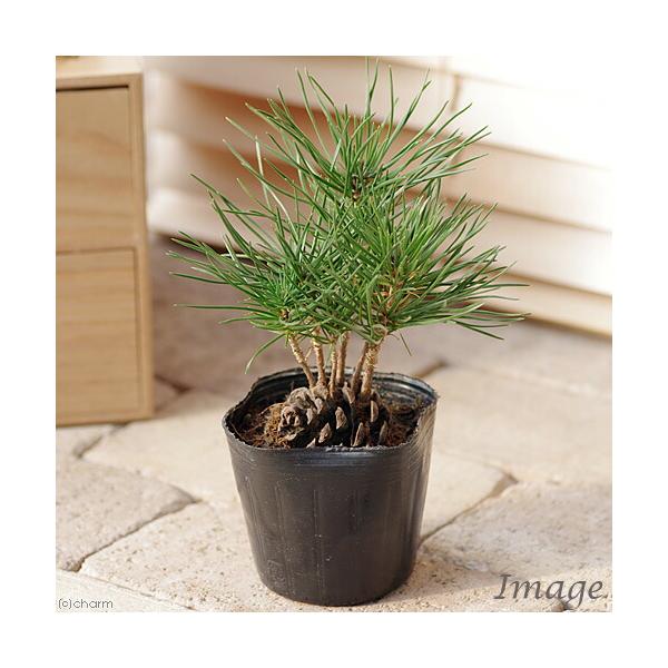muryotassei_800_899　_gardening　ガーデニング　山野草　松　マツ　Ｐｉｎｕｓ　ｔｈｕｎｂｅｒｇｉ　オマツ　雄松　縁起樹　縁起木　黒松　クロマツ　osyougatu_plants　osyougatu_item　20...
