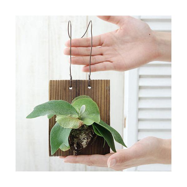 観葉植物　園芸　ガーデニング　ビバリウム　アクアテラリウム　パルダリウム　水草　着生シダ　プラティケリウム　Platycerium　alcicorne　ビカクシダ　プラティセリウム　アルシコルネ　焼杉板　壁掛　シダ　羊歯　20160322　...