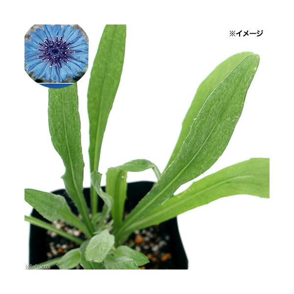 _gardening　ガーデニング　ハーブ　苗　ハーブ苗　Centaurea　cyanus　ヤグルマギク　矢車菊　ヤグルマソウ　キク科ヤグルマギク属　耐寒性一年草　ヨーロッパ　アジア　育て方　育成方法　栽培方法　20191129　KO　op...