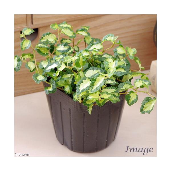 paludariumplants　_hachu　_gardening　_kame　観葉植物　園芸　ガーデニング　ビバリウム　アクアテラリウム　パルダリウム　両爬向き植物　クワ科　Ficus　pumila　'Tsukiyonohikari'　...