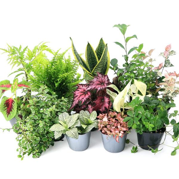 ガーデニング　園芸　観葉植物　苗　観葉３号　トロピカルガーデンシリーズ　tropicalgarden_series　植物　植物生体　ガーデニング生体　20160821　ＨＴ　育て方　育成方法　栽培方法　festenfebapdXinteri...