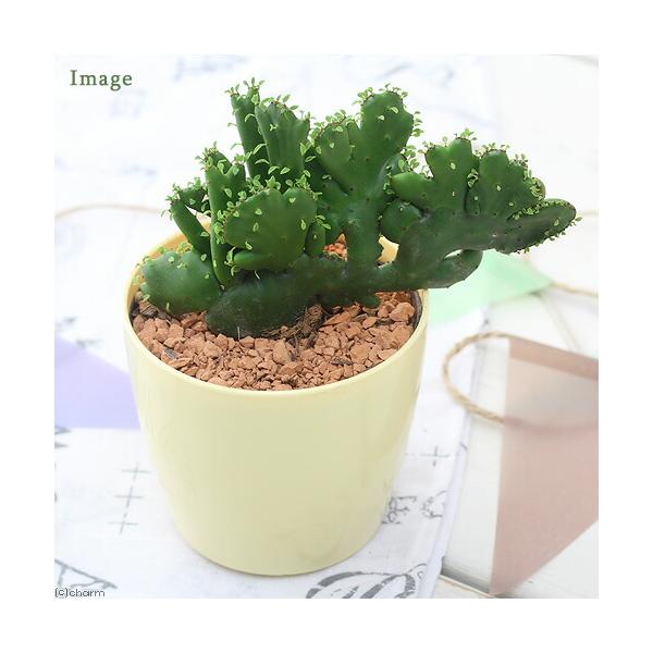 _gardening　_hachu　_kame　ガーデニング　サボテン・多肉植物　インテリア　tanikuplapot_series　植物　植物生体　ガーデニング生体　20160917　ＨＴ　育て方　育成方法　栽培方法　観葉植物　feste...