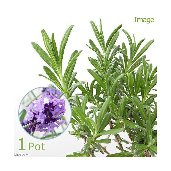 ガーデニング　ハーブ　苗　ラベンダー　herbpot_series　_gardening　kidobfen　ugiwroq　rkmr6_pd20_hrbnae　植物　植物生体　ガーデニング生体　濃紫早咲き３号　富良野　真正ラベンダー　201...