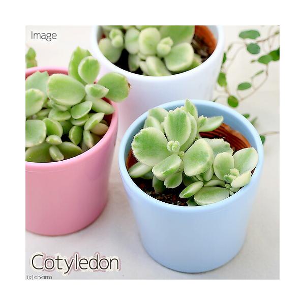 _kame　_hachu　ガーデニング　多肉植物　コチレドン　クマドウジ　熊童子　斑入りクマドウジ　斑入り熊童子　_gardening　kumadouji_serie　kaijo　toukihassouhuka