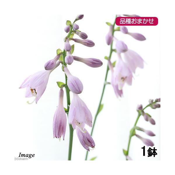 kotenplant　_gardening　観葉植物　邑楽店　ガーデニング　山野草　Ｈｏｓｔａ　ギボウシシリーズ　育て方　育成方法　栽培方法　Ｔｒａｔｔ．　20170630　KO　ＹＭＹＭ　opa2_delete　kotengiboushi