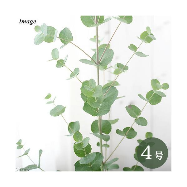 _gardening　（観葉）　（邑楽店）　ガーデニング　emporio　all_plants　観葉植物　育て方　育成方法　栽培方法　常緑高木　フトモモ　ユーカリ　20170627　KO　グニユーカリ　グニ　グニー　ユーカリノキ　Ｅｕｃａｌ...