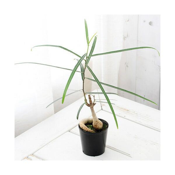 _gardening　（観葉）　（邑楽店）　ガーデニング　観葉植物　ボトルツリー　ブラキキトン　ルペストリス　育て方　育成方法　栽培方法　20170720　ＨＴ　plant2017　kaijo