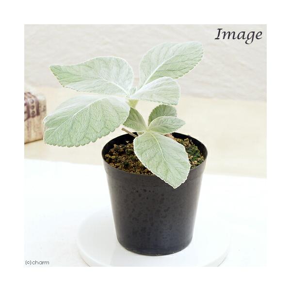 ガーデニング　多肉植物　育て方　育成方法　栽培方法　ブラジル　グロキシニア　断崖の女王　レウコトリカ　シンニンギア　ブラジリアンエーデルワイス　塊茎　イワタバコ　オオイワギリソウ　Ｓｉｎｎｉｎｇｉａｌｅｕｃｏｔｒｉｃｈａ　Ｂｒａｚｉｌｉａｎ...
