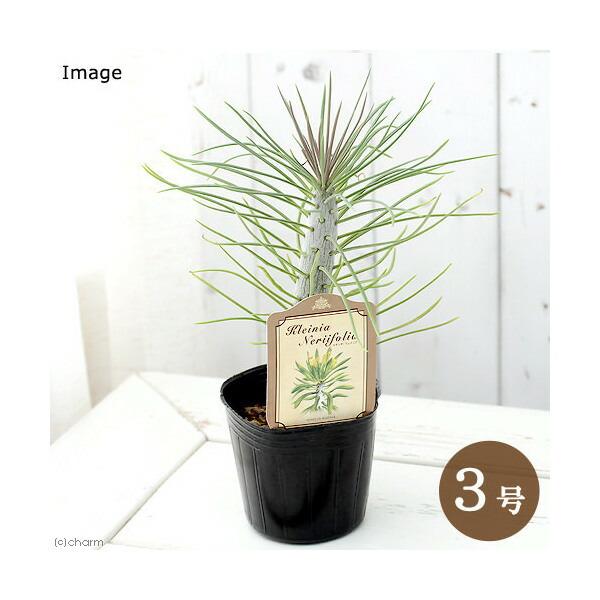 _gardening　_kame　muryotassei_900_999　_hachu　観葉　邑楽店　ガーデニング　サボテン・多肉植物　その他　セネシオ　育て方　育成方法　栽培方法　Ｋｌｅｉｎｉａ　Ｎｅｒｉｉｆｏｌｉａ　Ｓｅｎｅｃｉｏ　天竜...