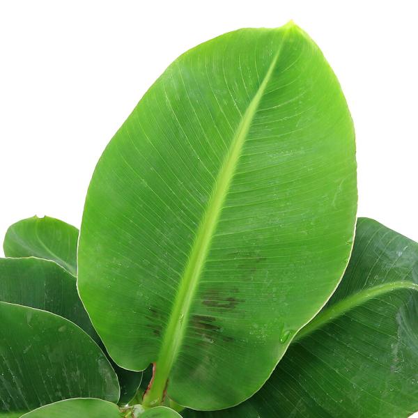 観葉植物　Oobachi　_gardening　ガーデニング　苗　果物　果樹苗　バナナ　三尺バナナ　育て方　育成方法　栽培方法　Ｍｕｓａ　ａｃｕｍｉｎａｔａ　Ｄｗａｒｆ　Ｃａｖｅｎｄｉｓｈ　バショウ　ミバショウ　実芭蕉　熱帯　kaijyo　...