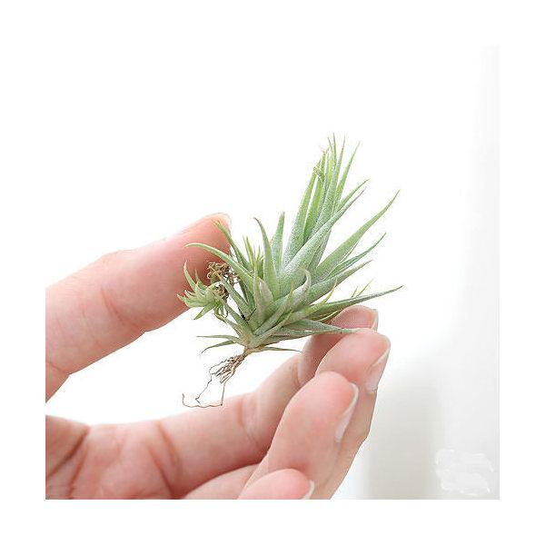 _kame　（観葉）　（邑楽店）　_hachu　_gardening　sfset　_interior　インテリア　インテリア・雑貨　ガーデニング　観葉植物　園芸　ビバリウム　アクアテラリウム　パルダリウム　両爬向き植物　パイナップル科　ハナ...